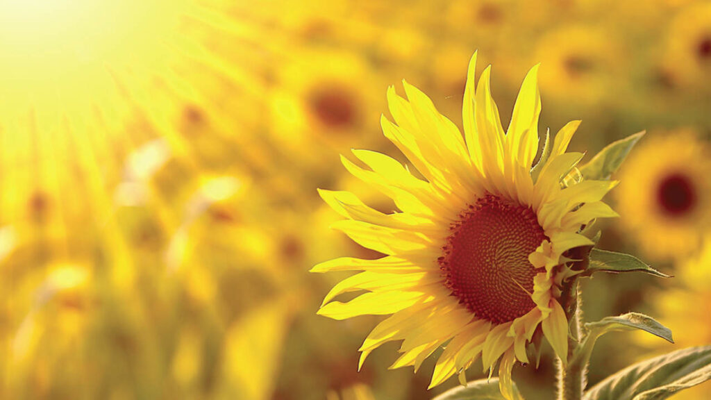 MALEDETTO FIBROMA - Per tutte le donne in cerca di una soluzione